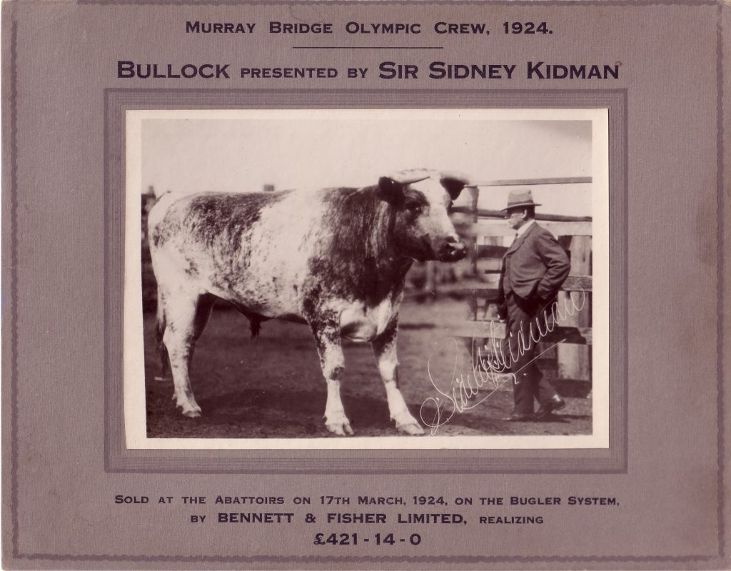1924 Sir Sidney Kidman bull – Murray Bridge Rowing Club